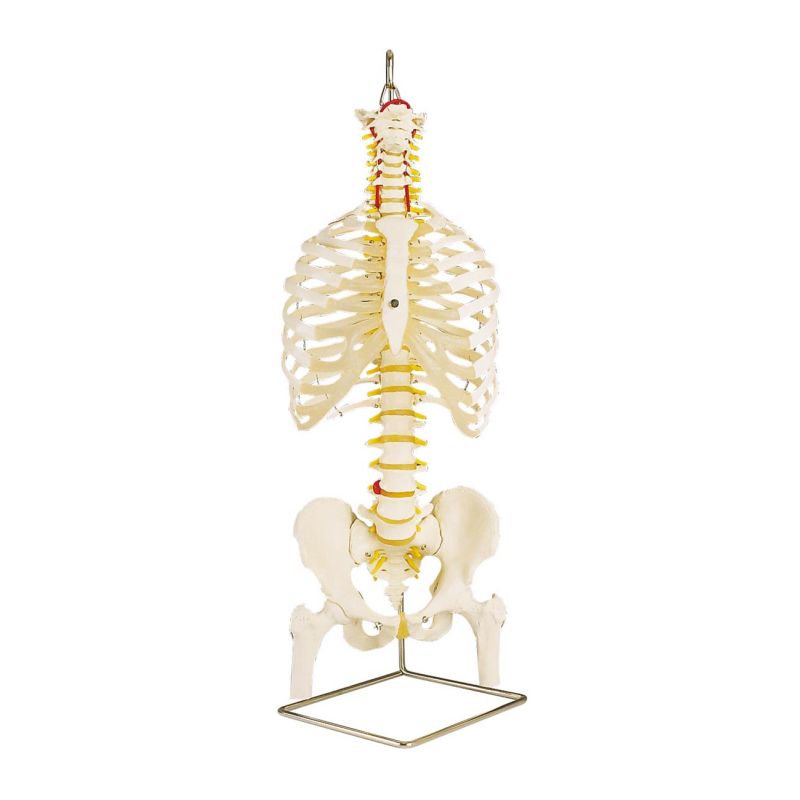 Classic Flexible Spine Model with Ribs and Femur Heads A56/2 ...