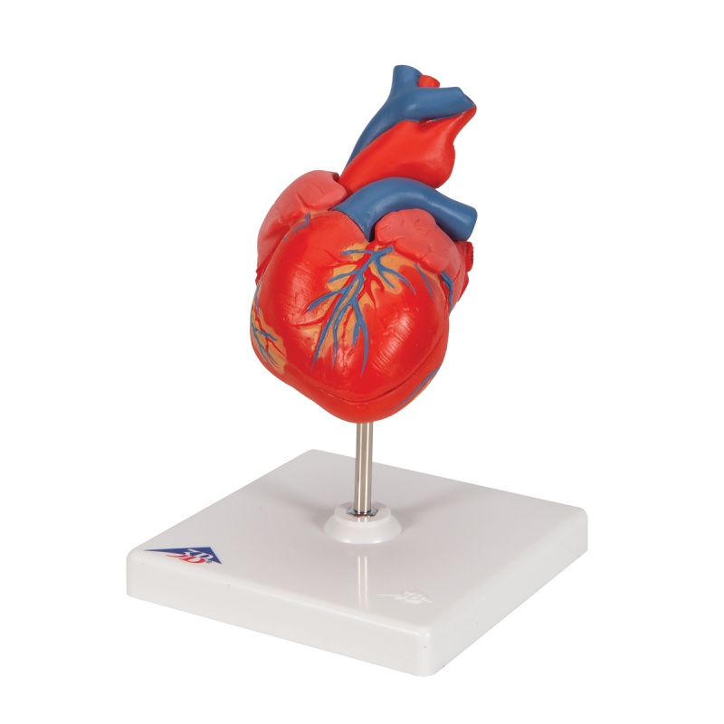 3B Scientific Heart Model G08 (2-Part) - MedicalSupplies.co.uk