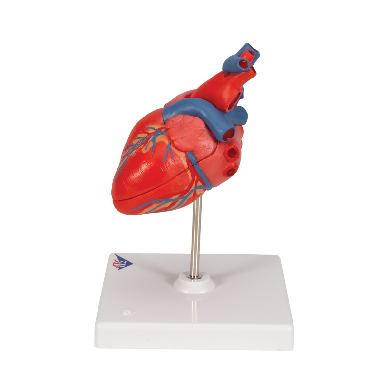 3B Scientific Heart Model G08 (2-Part) - MedicalSupplies.co.uk