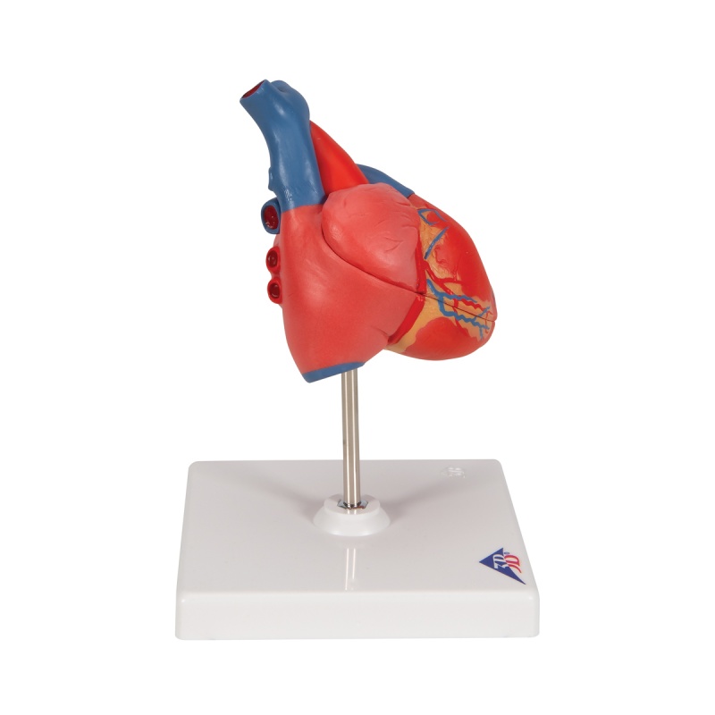 3B Scientific Heart Model G08 (2-Part) - MedicalSupplies.co.uk
