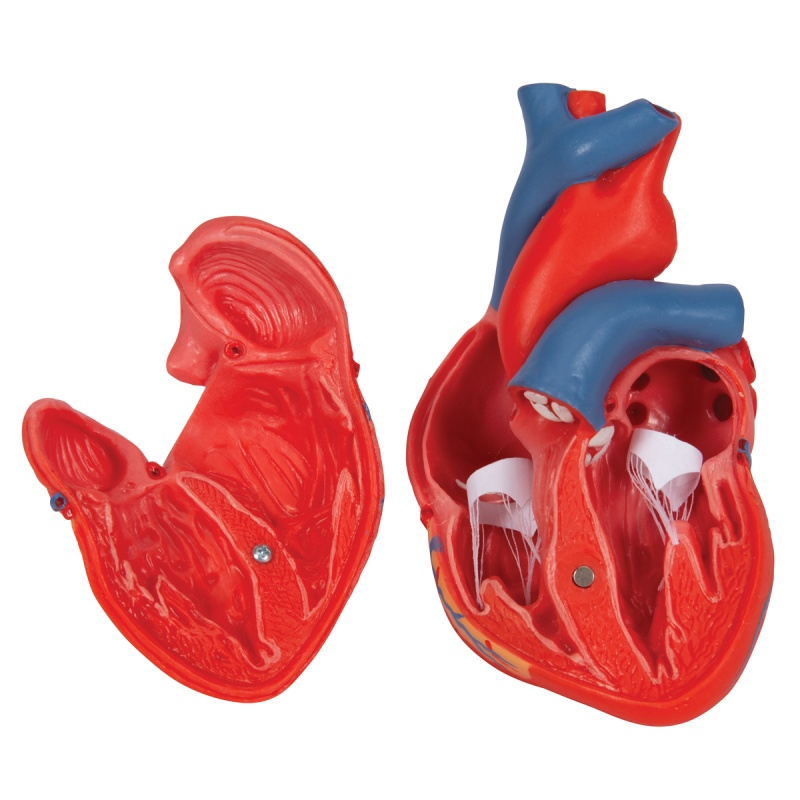 3B Scientific Heart Model G08 (2-Part) - MedicalSupplies.co.uk