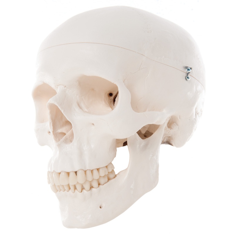 Classic Human Skull Model (3-Part) - MedicalSupplies.co.uk