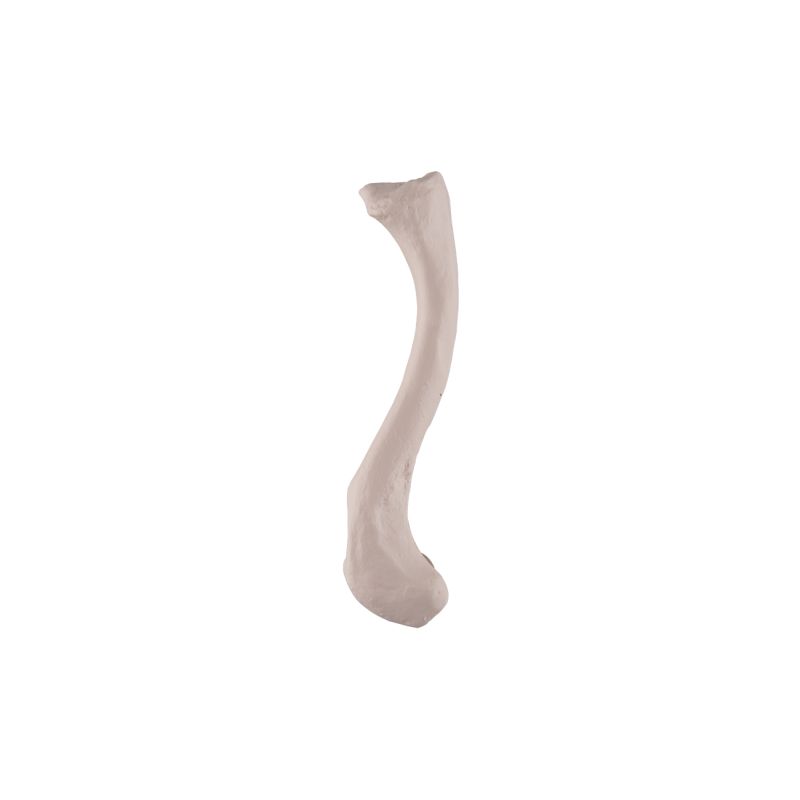 Clavicle Bone Replica - MedicalSupplies.co.uk