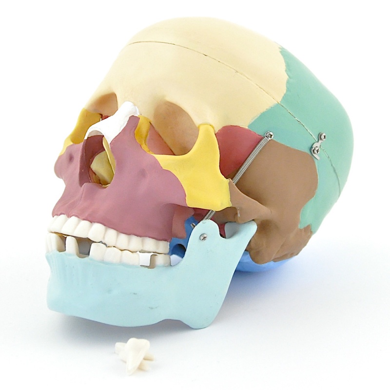 Coloured Skull Model for Teaching and Demonstration - MedicalSupplies.co.uk