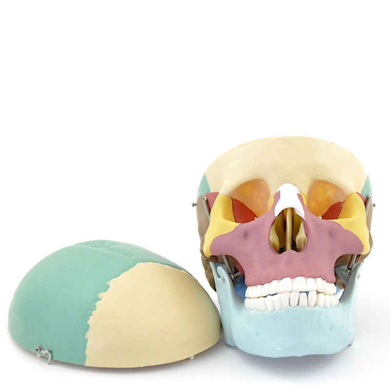 Coloured Skull Model for Teaching and Demonstration - MedicalSupplies.co.uk