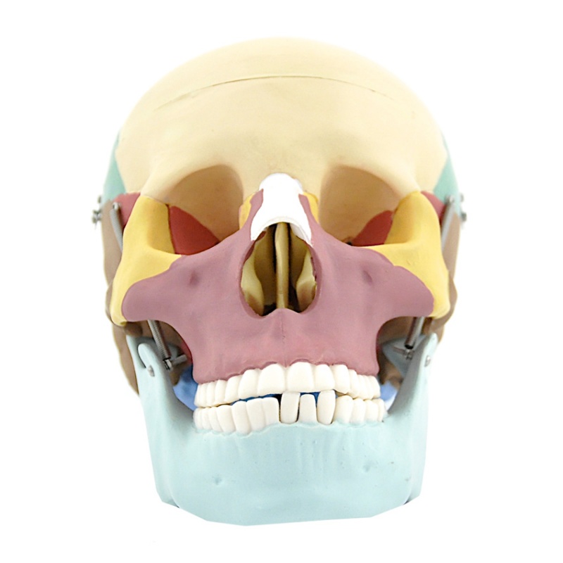 Coloured Skull Model for Teaching and Demonstration - MedicalSupplies.co.uk