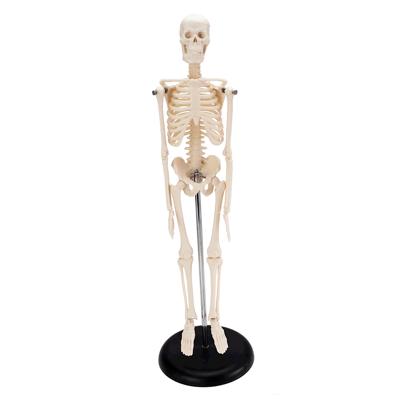 Desktop Mini Skeleton Model - MedicalSupplies.co.uk