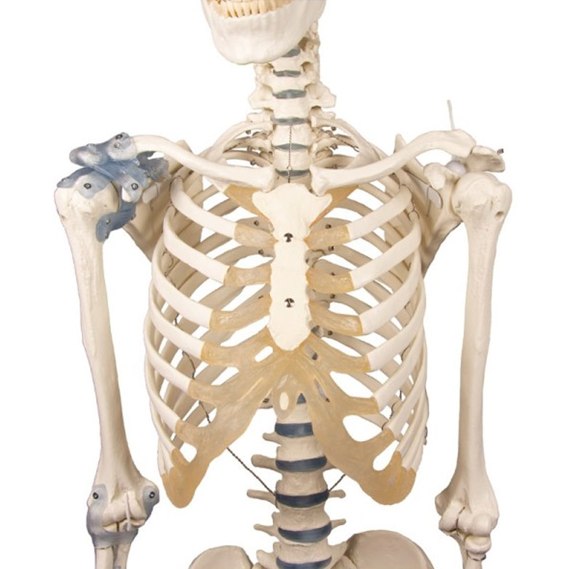 Erler-Zimmer Full-Size Skeleton Model - MedicalSupplies.co.uk