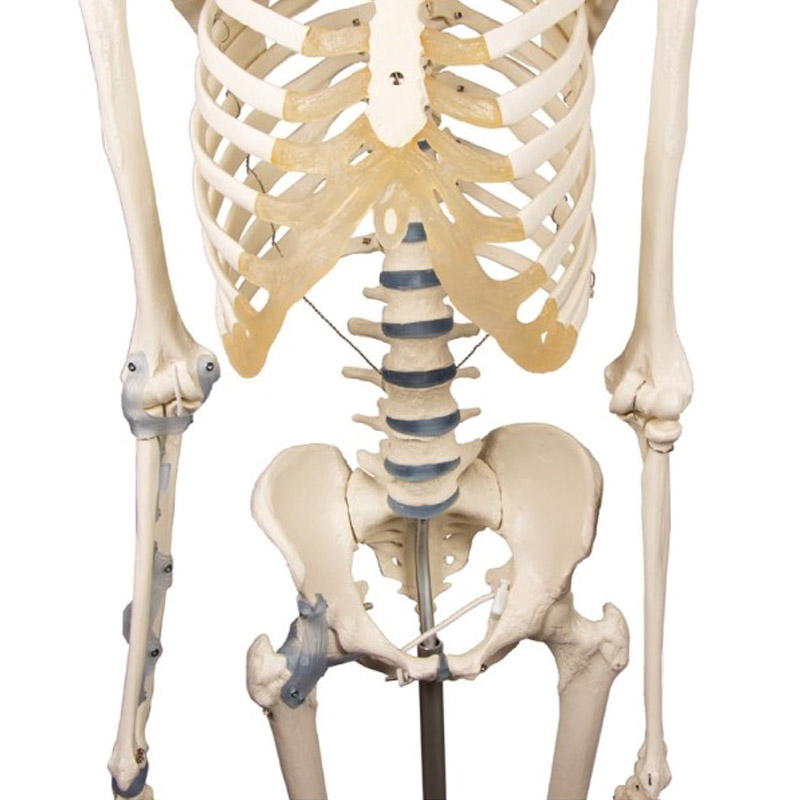 Erler-Zimmer Full-Size Skeleton Model - MedicalSupplies.co.uk
