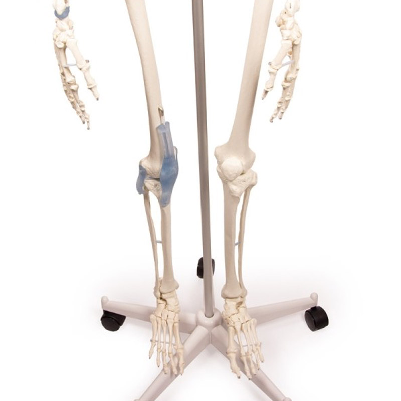 Erler-Zimmer Full-Size Skeleton Model - MedicalSupplies.co.uk