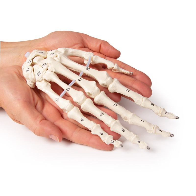 Numbered Skeleton Hand Model - MedicalSupplies.co.uk