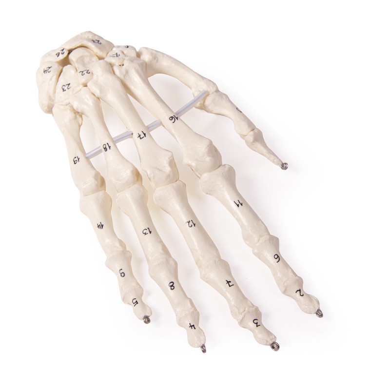 Numbered Skeleton Hand Model - MedicalSupplies.co.uk