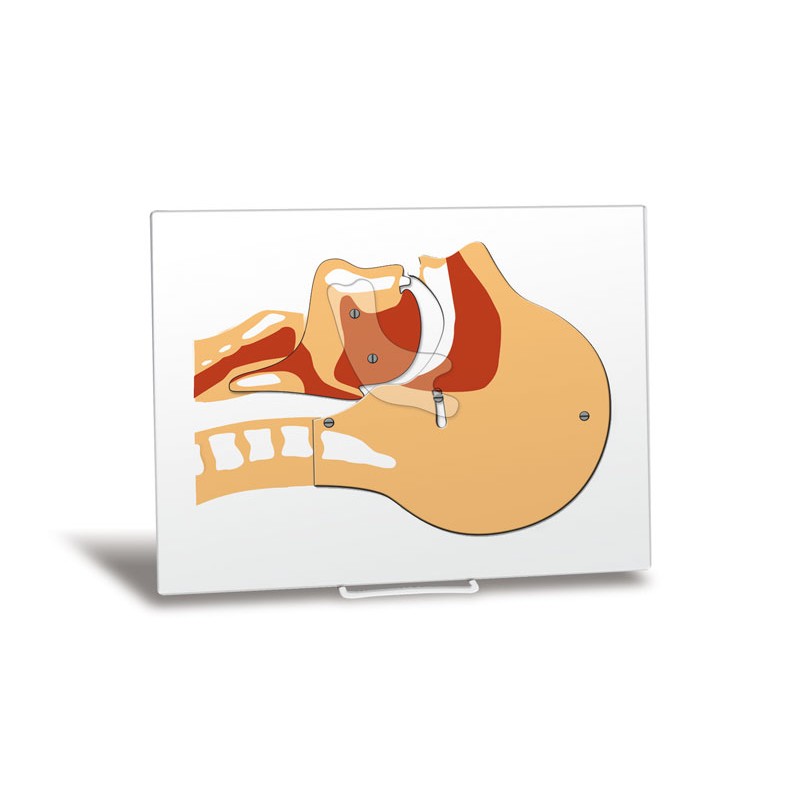 Erler-Zimmer Airway Simulator Board - MedicalSupplies.co.uk