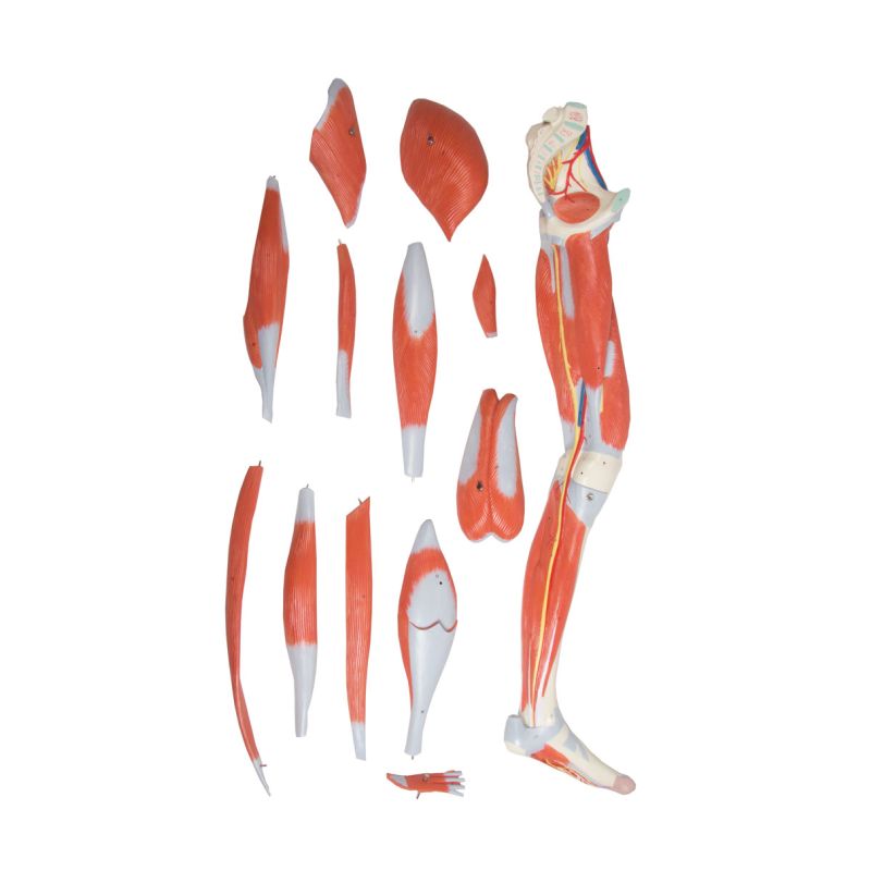Anatomical 13-Part Leg Muscle Model - MedicalSupplies.co.uk