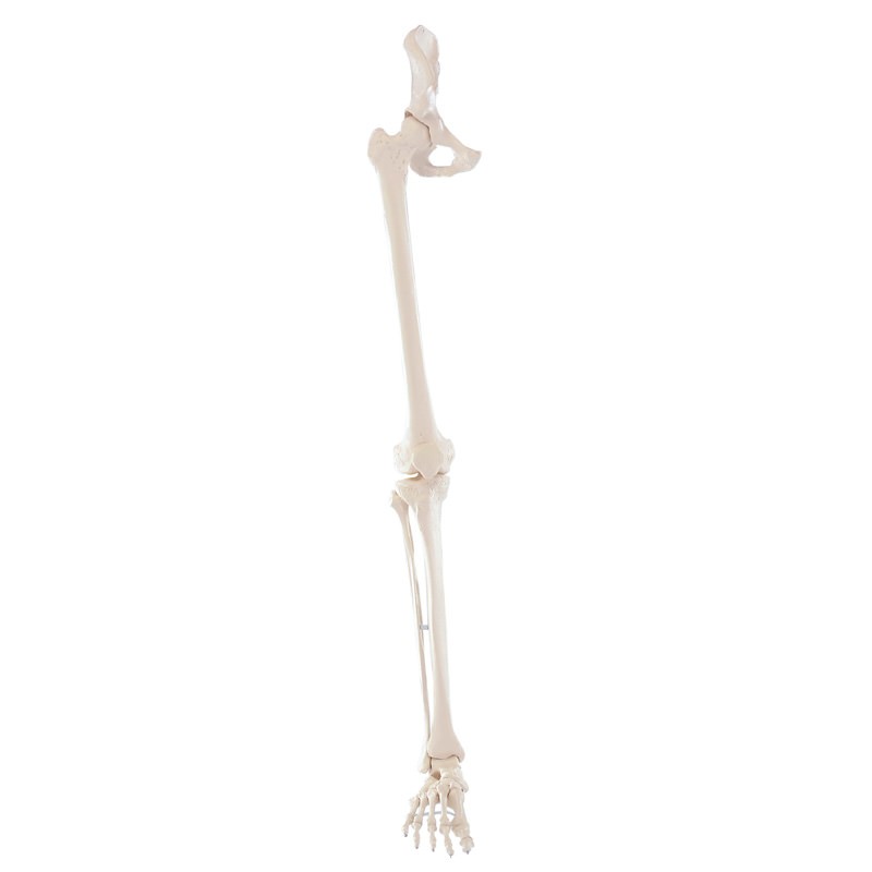 Leg Skeleton Model with Half Pelvis - MedicalSupplies.co.uk