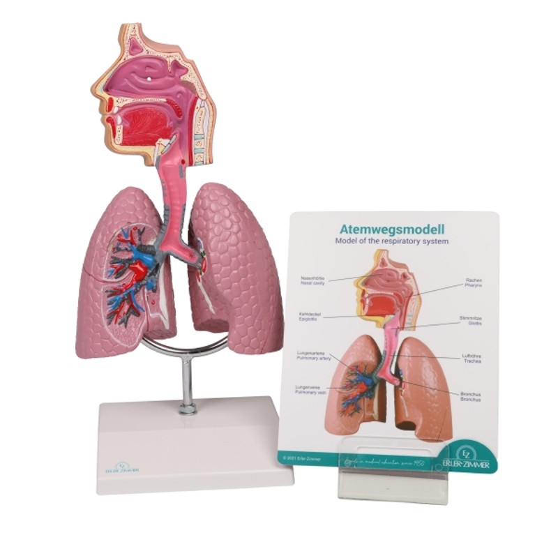 Respiratory System Lungs Model - MedicalSupplies.co.uk