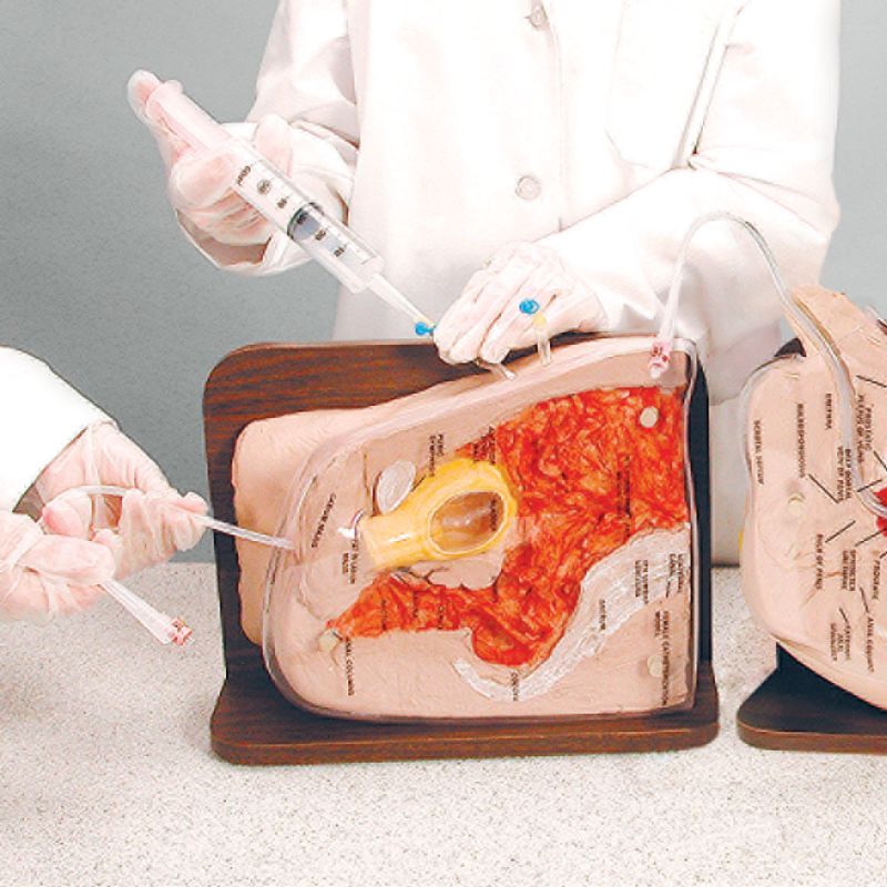 Female Cath-Ed II Simulator - MedicalSupplies.co.uk