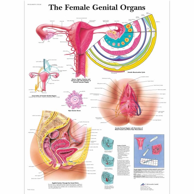 Female Genital Organs Chart Uk
