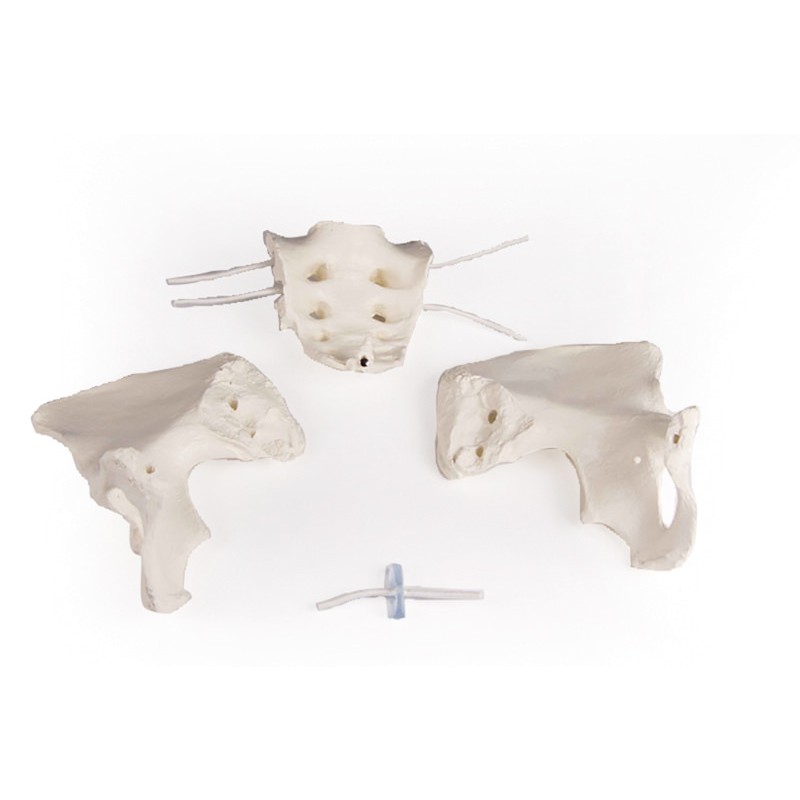 Flexible Female Pelvis Model w/ Sacrum - MedicalSupplies.co.uk