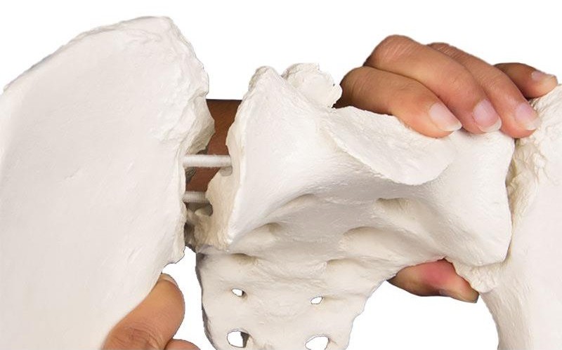 Flexible Female Pelvis Model w/ Sacrum - MedicalSupplies.co.uk