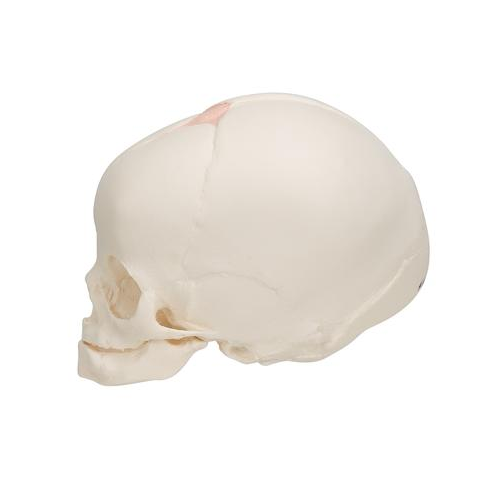 Fetal Skull Model - MedicalSupplies.co.uk