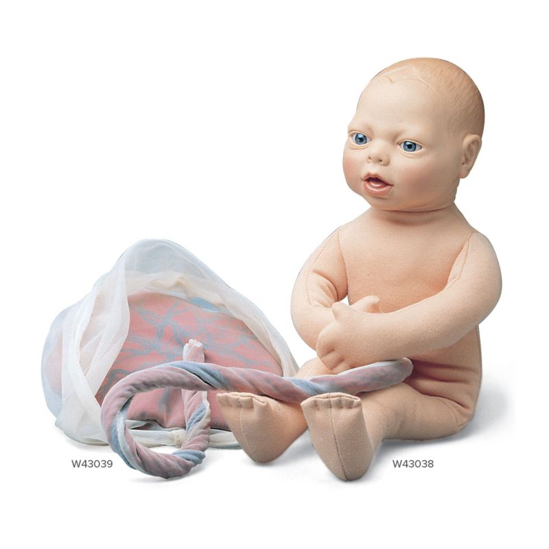 Fetus Model - MedicalSupplies.co.uk