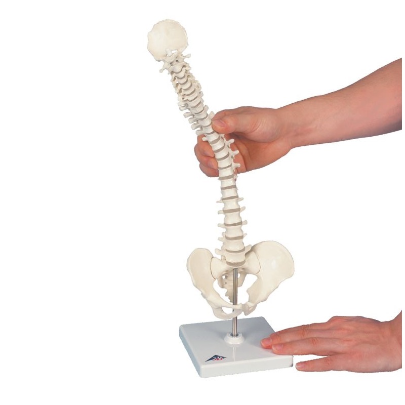 Flexible Mini Spinal Column A18/20 - MedicalSupplies.co.uk