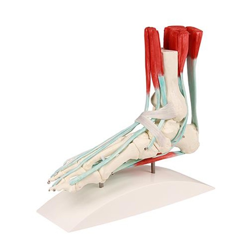 Foot Skeleton Model with Ligaments - MedicalSupplies.co.uk
