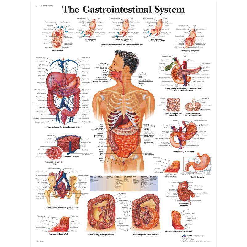 Gastrointestinal System Chart - MedicalSupplies.co.uk