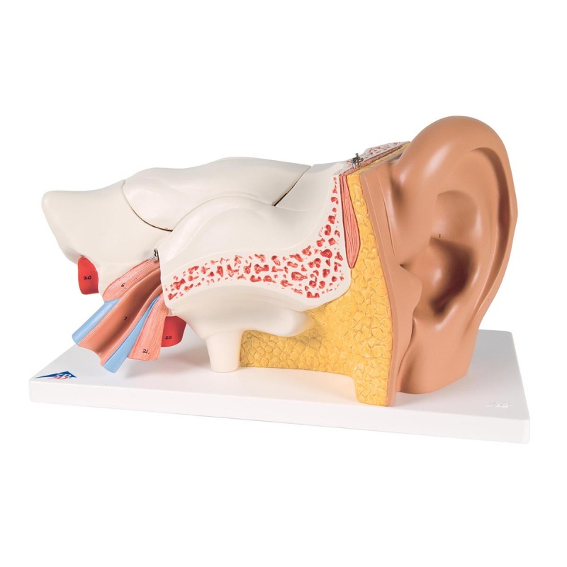 Giant Ear Model, 3 Times Full-Size (6-Part) - MedicalSupplies.co.uk