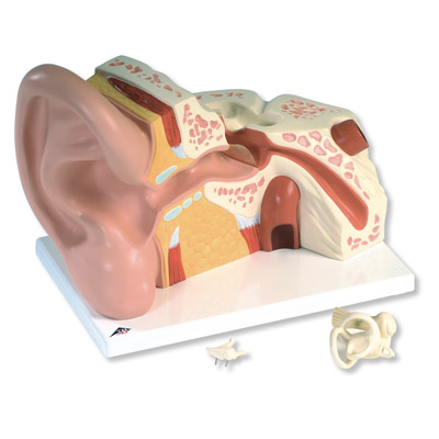 Giant Ear Model, 5 Times Full Size (3-Part) - MedicalSupplies.co.uk