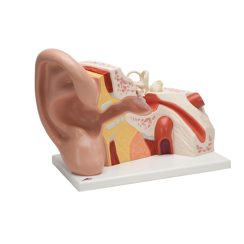 Giant Ear Model, 5 Times Full Size (3-Part) - MedicalSupplies.co.uk