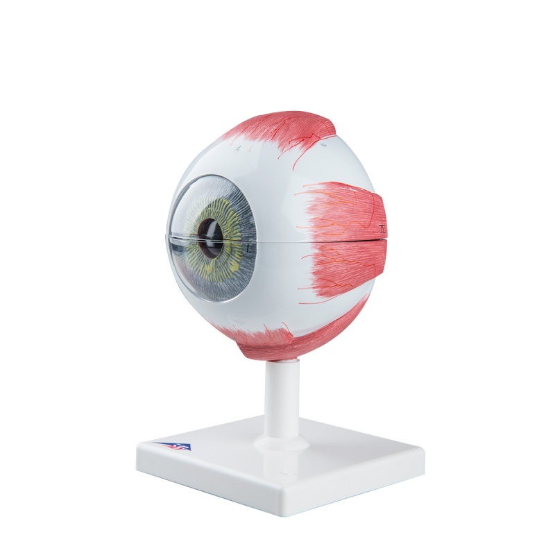 Giant Eye Model, 5 Times Full-Size (6-Part) - MedicalSupplies.co.uk