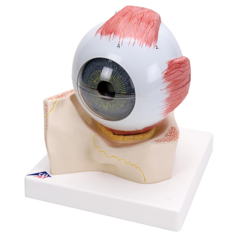 Giant Eye Model in Base of Bony Orbit (7-Part) - MedicalSupplies.co.uk
