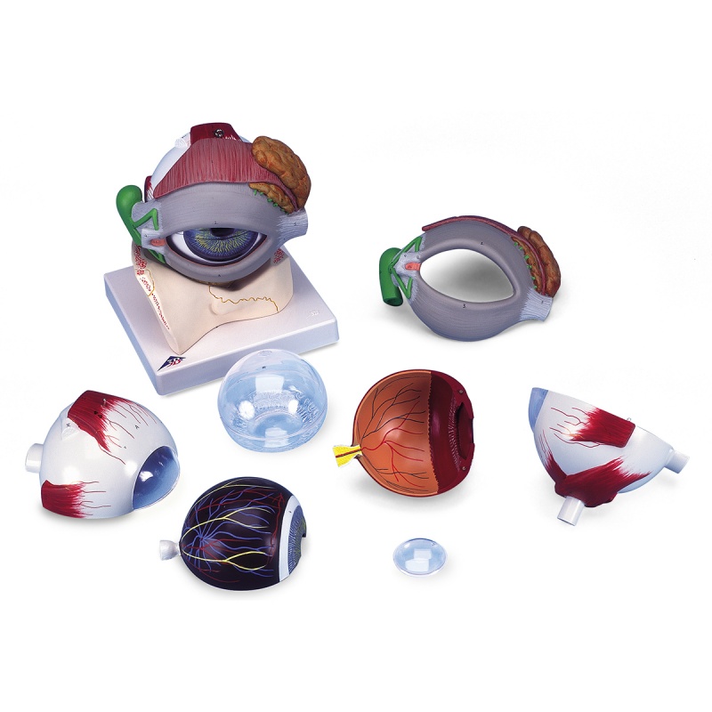 Giant Eye Model with Eyelid and Lachrymal System (8-Part ...