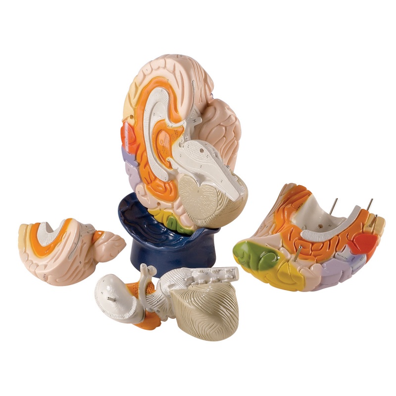 Giant Functional Centre Brain Model (4-Part) - MedicalSupplies.co.uk