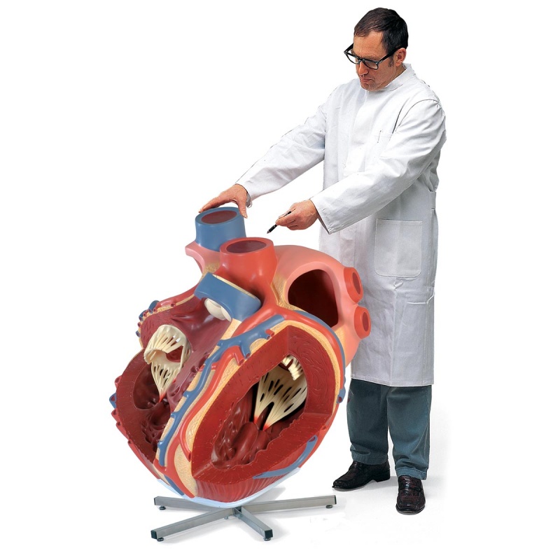 Giant Heart Model (8 Times Life-Size) - MedicalSupplies.co.uk
