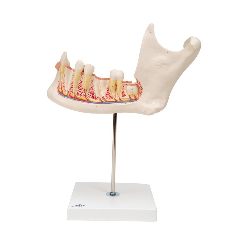 Half Lower Jaw Model, 3 Times Full-Size (6-Part) - MedicalSupplies.co.uk