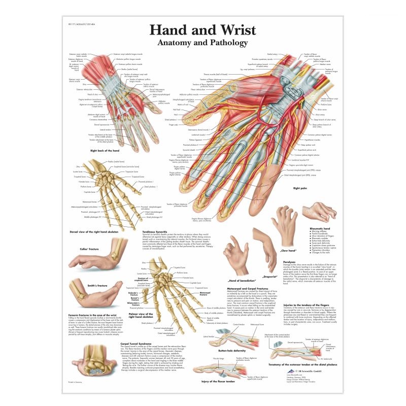 Hand and Wrist Anatomy Chart - MedicalSupplies.co.uk