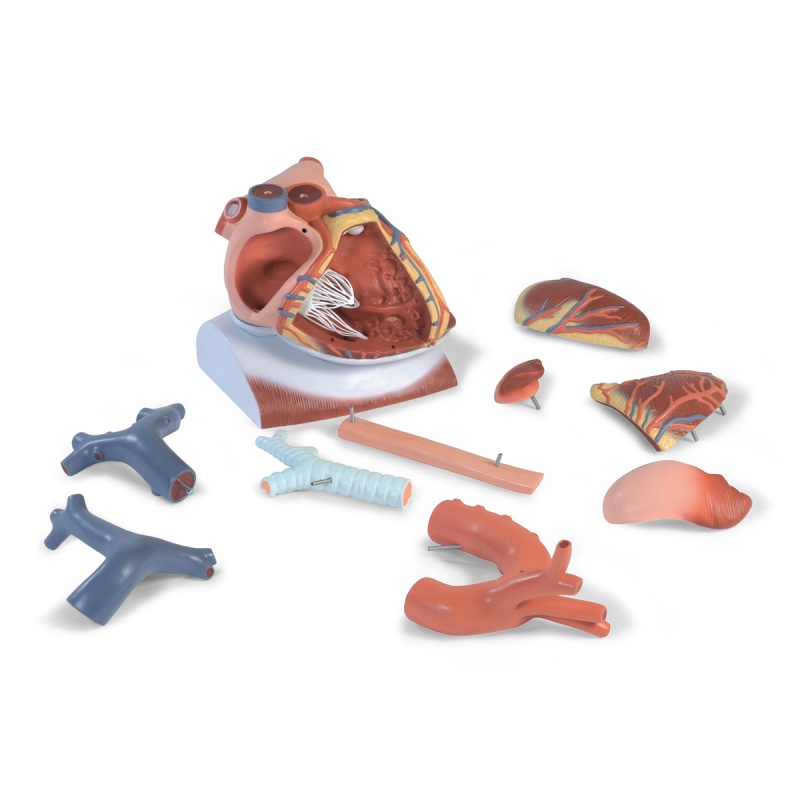 Heart on Diaphragm Model, 3 Times Life-Size (10-Part) - MedicalSupplies ...
