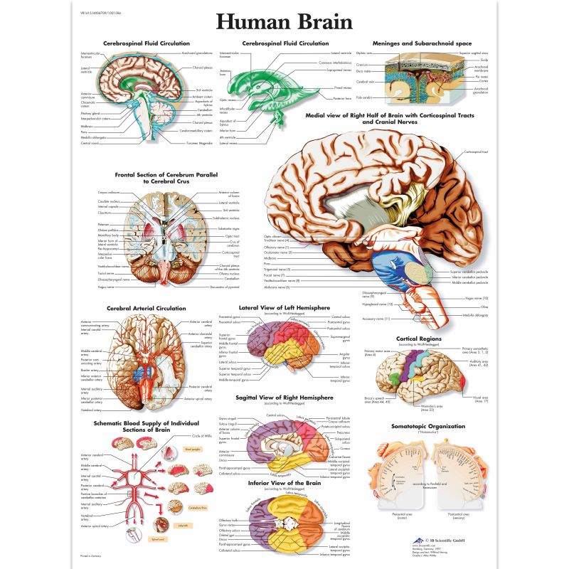 Human Brain Chart - MedicalSupplies.co.uk