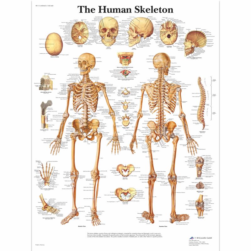 Human Skeleton Chart (Laminated) - MedicalSupplies.co.uk