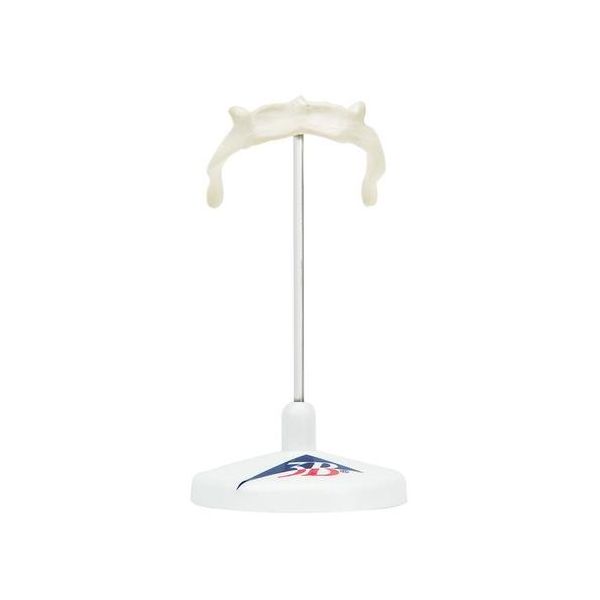 Hyoid Bone Replica - MedicalSupplies.co.uk