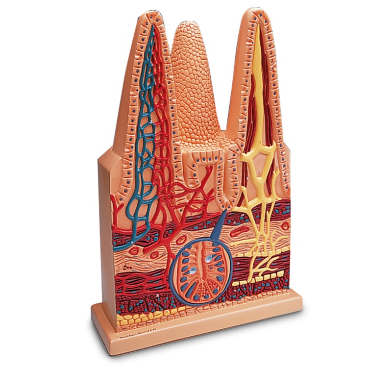Intestinal Villi Model (100 Times Life-Size) - MedicalSupplies.co.uk