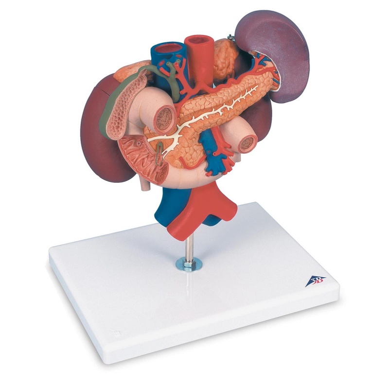 Kidney Model with Rear Organs (3-Part) - MedicalSupplies.co.uk