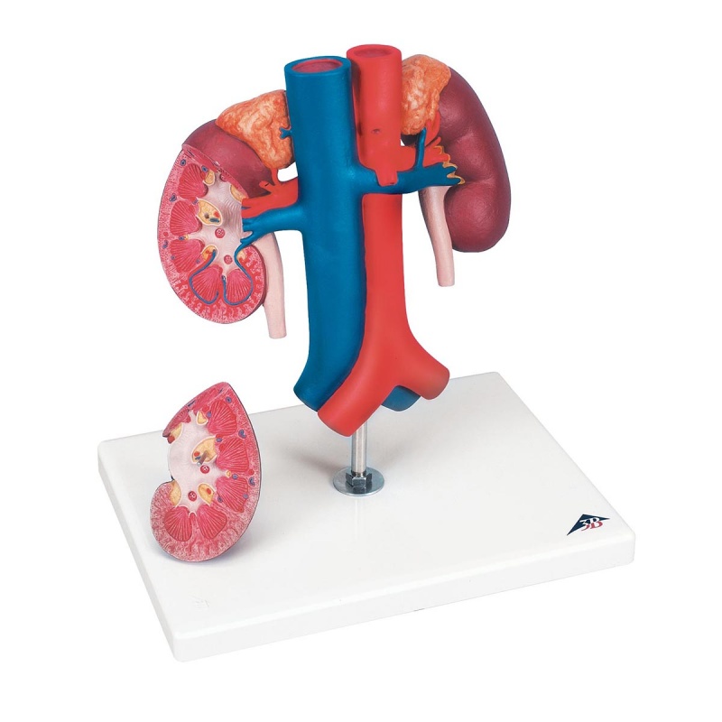 Kidney Model with Vessels (2-Part) - MedicalSupplies.co.uk