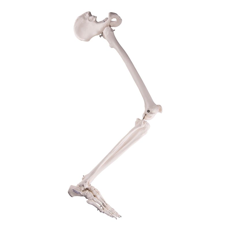 Leg Skeleton with Hip Bone - MedicalSupplies.co.uk