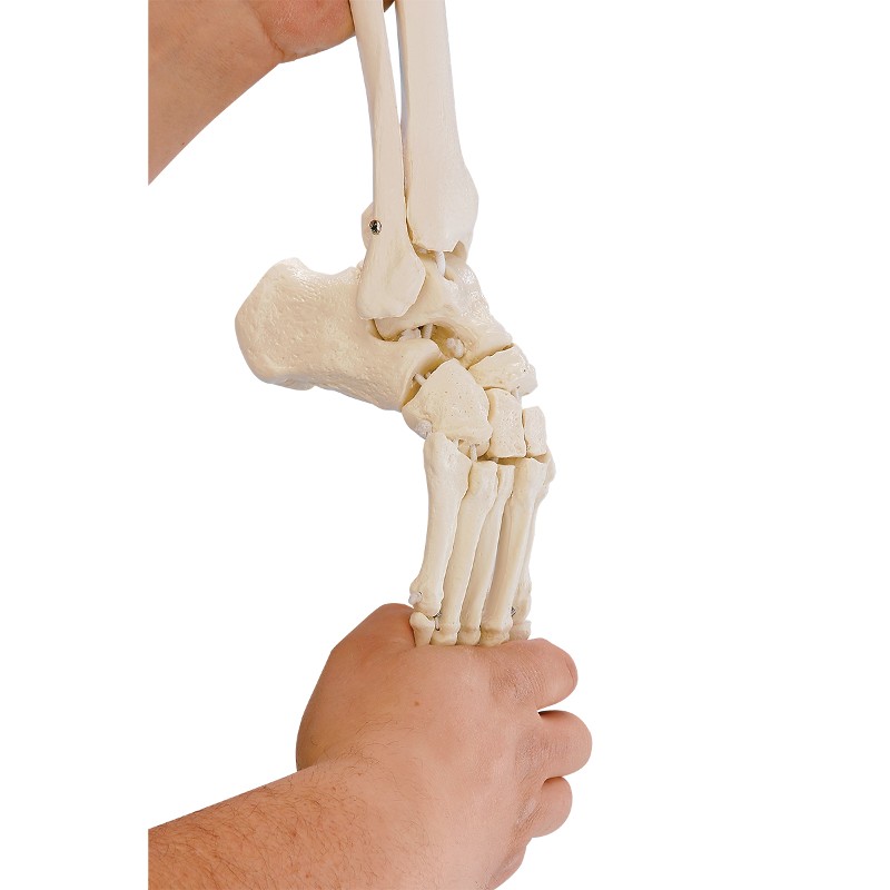 Leg Skeleton Model with Flexible Foot - MedicalSupplies.co.uk