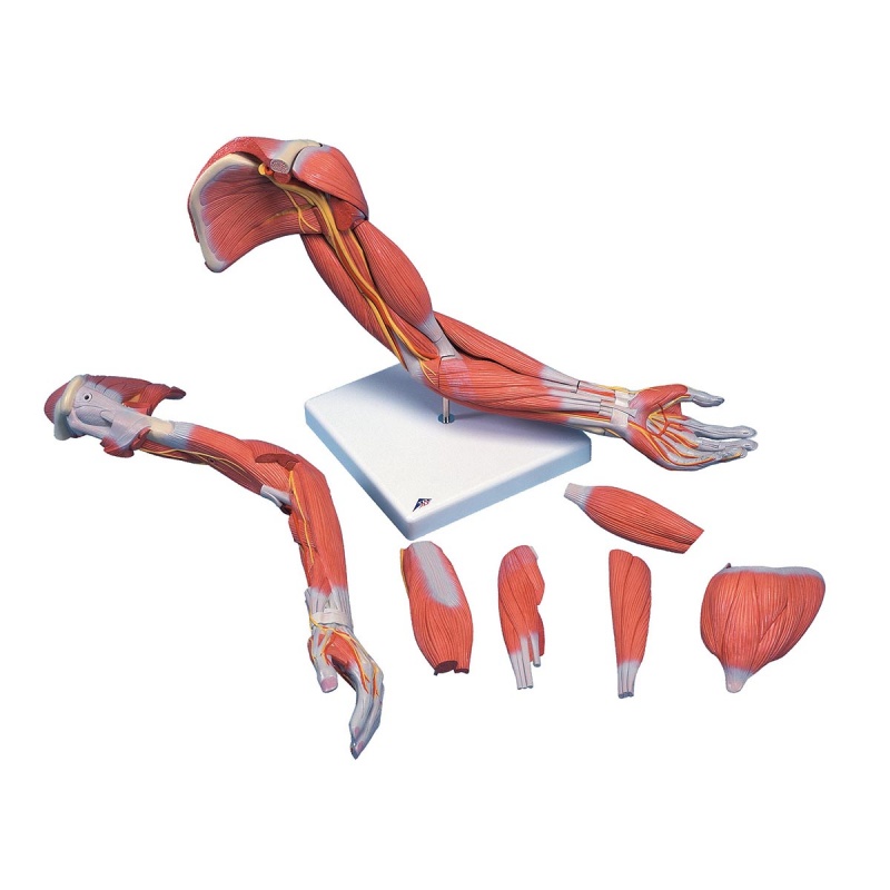 Life-Size Deluxe Muscle Arm Model (6-Part) - MedicalSupplies.co.uk
