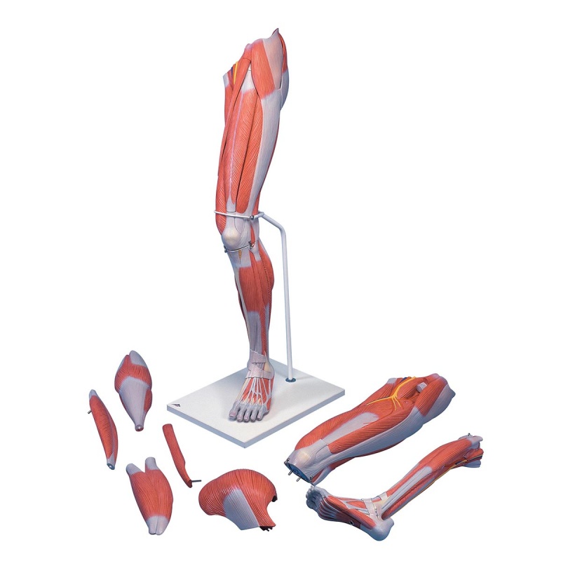 Life-Size Deluxe Muscle Leg Model (7-Part) - MedicalSupplies.co.uk